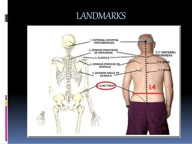Surface Anatomy surface-anatomy