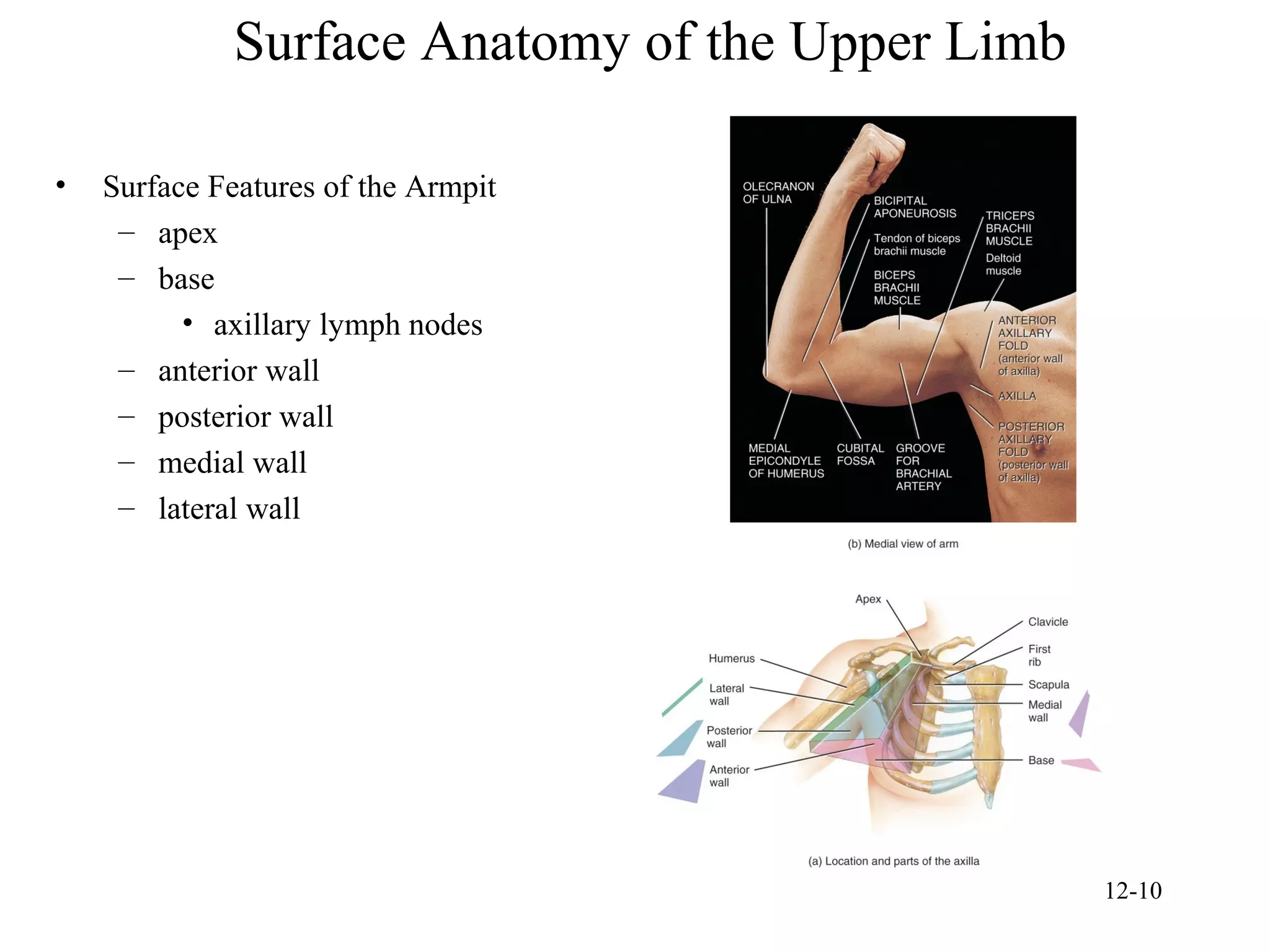 Surface anatomy | PPT