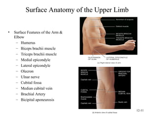 Surface anatomy | PPT