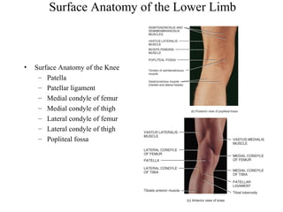 Surface anatomy | PPT