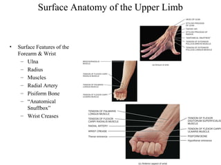 Wrist Surface Anatomy