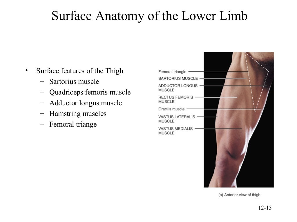 Surface Anatomy Surface Anatomy