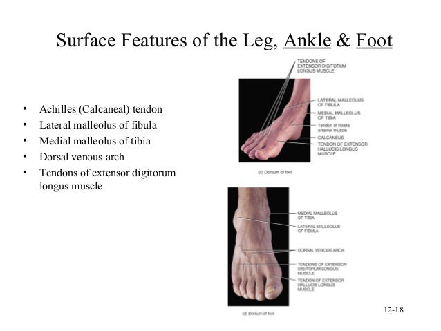 Surface Anatomy Foot