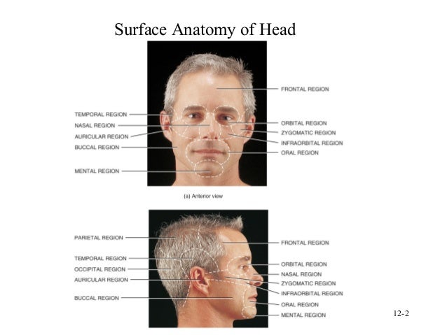Surface Anatomy Of Head