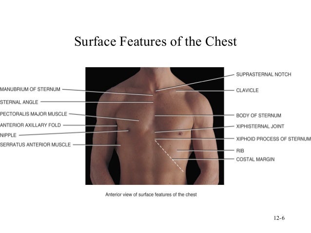 Surface Anatomy Diagram PPT Clinical Anatomy Of The Knee PowerPoint