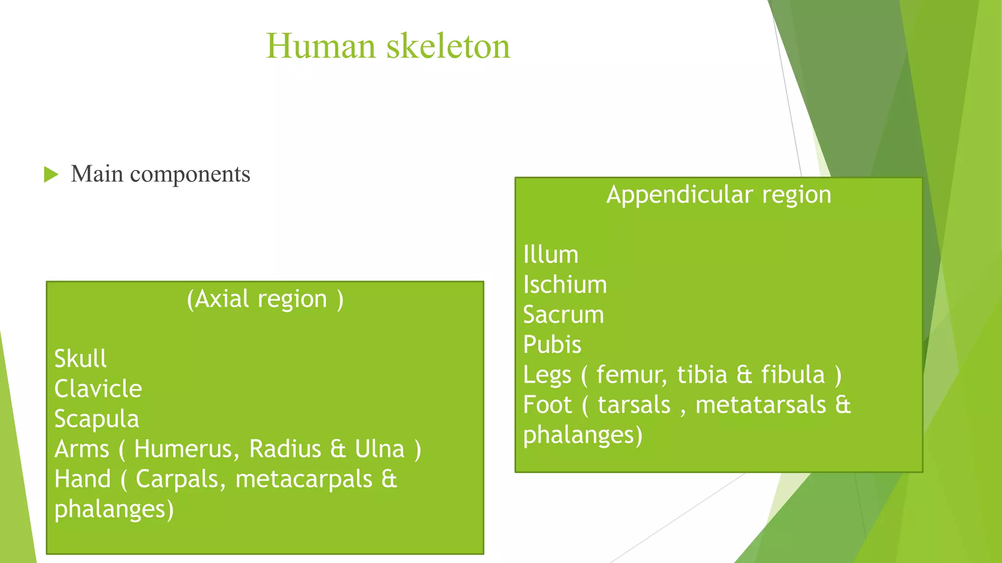Surface anatomy | PPTX