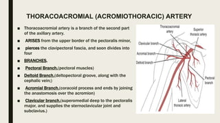 Surface anatomy | PPTX