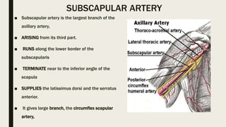 Surface anatomy | PPTX