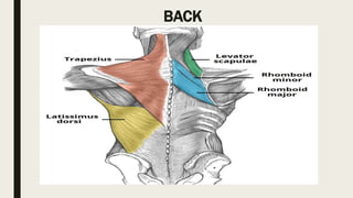 Surface anatomy | PPTX