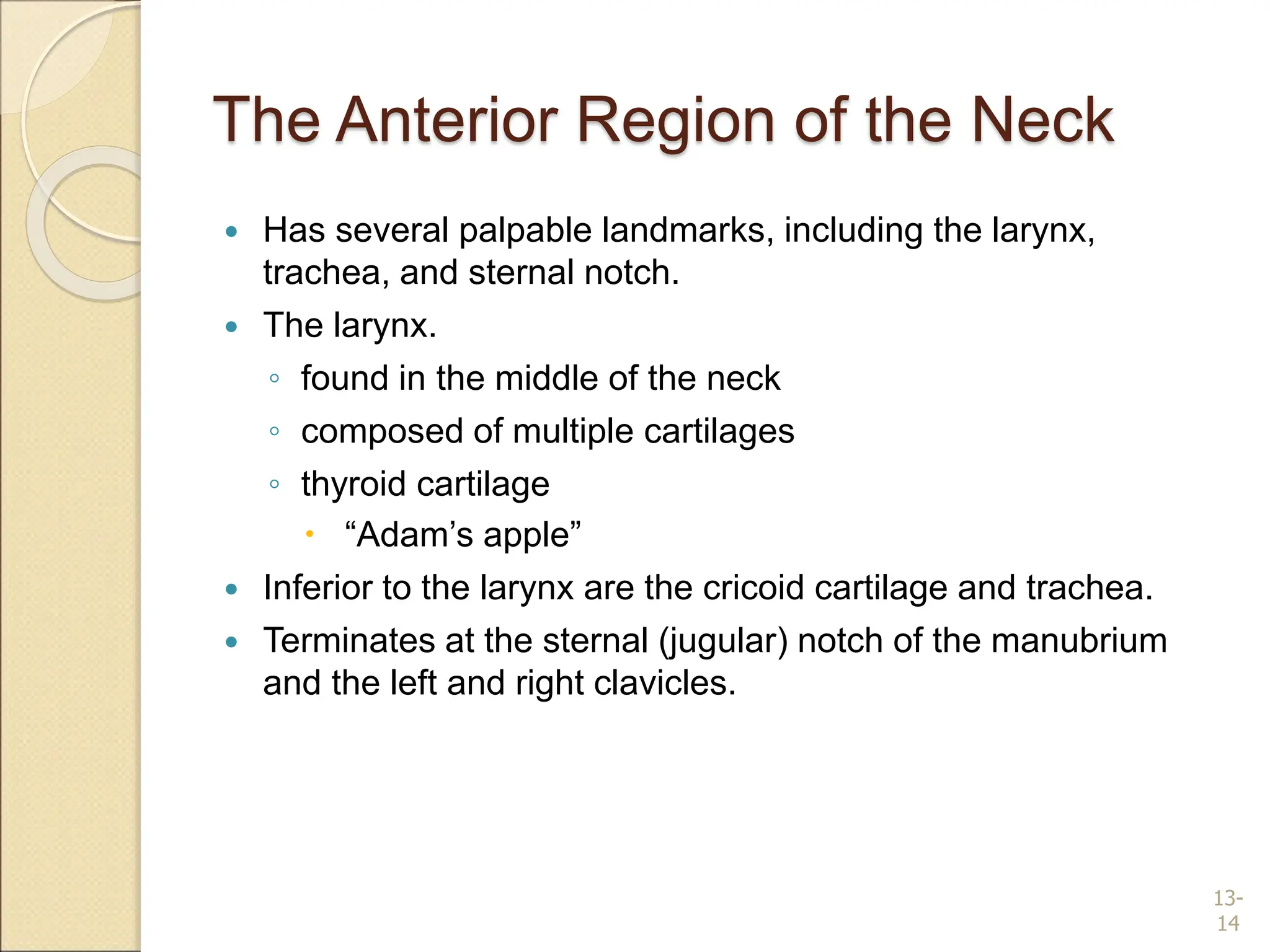 the Surface Anatomy of human body parts.ppt