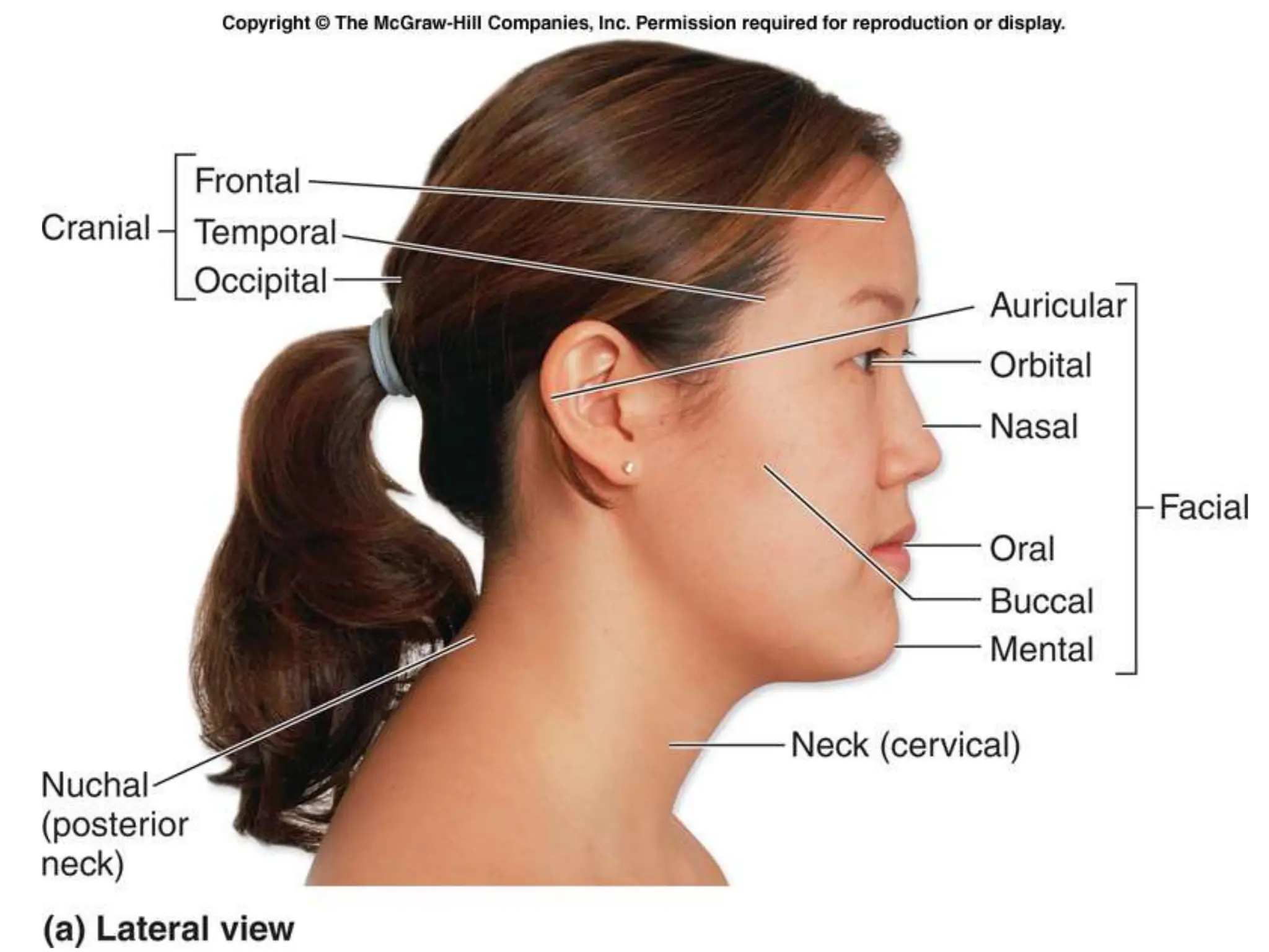 the Surface Anatomy of human body parts.ppt