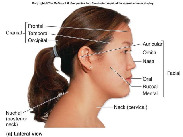 the Surface Anatomy of human body parts.ppt