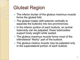 the Surface Anatomy of human body parts.ppt
