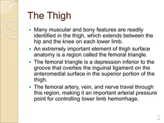 the Surface Anatomy of human body parts.ppt