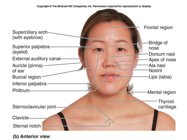 the Surface Anatomy of human body parts.ppt