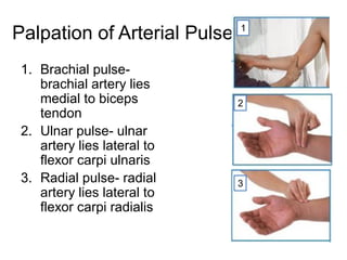 Surface Anatomy.pdf anatomyd 1st year proff | PDF