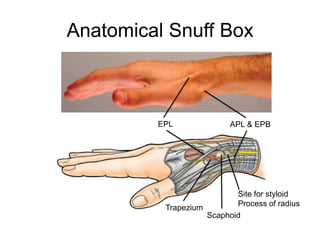 Surface Anatomy.pdf anatomyd 1st year proff | PDF