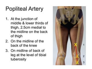Surface Anatomy.pdf anatomyd 1st year proff | PDF