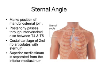Surface Anatomy.pdf anatomyd 1st year proff | PDF