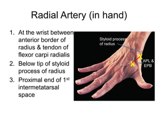 Surface Anatomy.pdf anatomyd 1st year proff | PDF