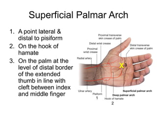 Surface Anatomy.pdf anatomyd 1st year proff | PDF