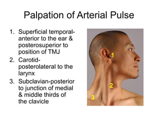 Surface Anatomy.pdf anatomyd 1st year proff | PDF