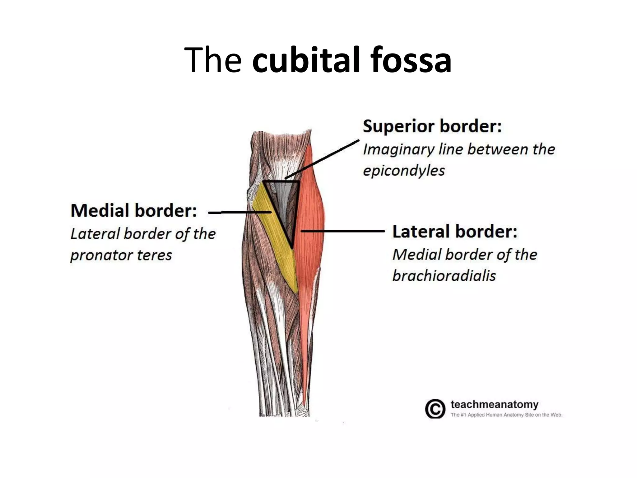 Surface anatomy areas.pptx