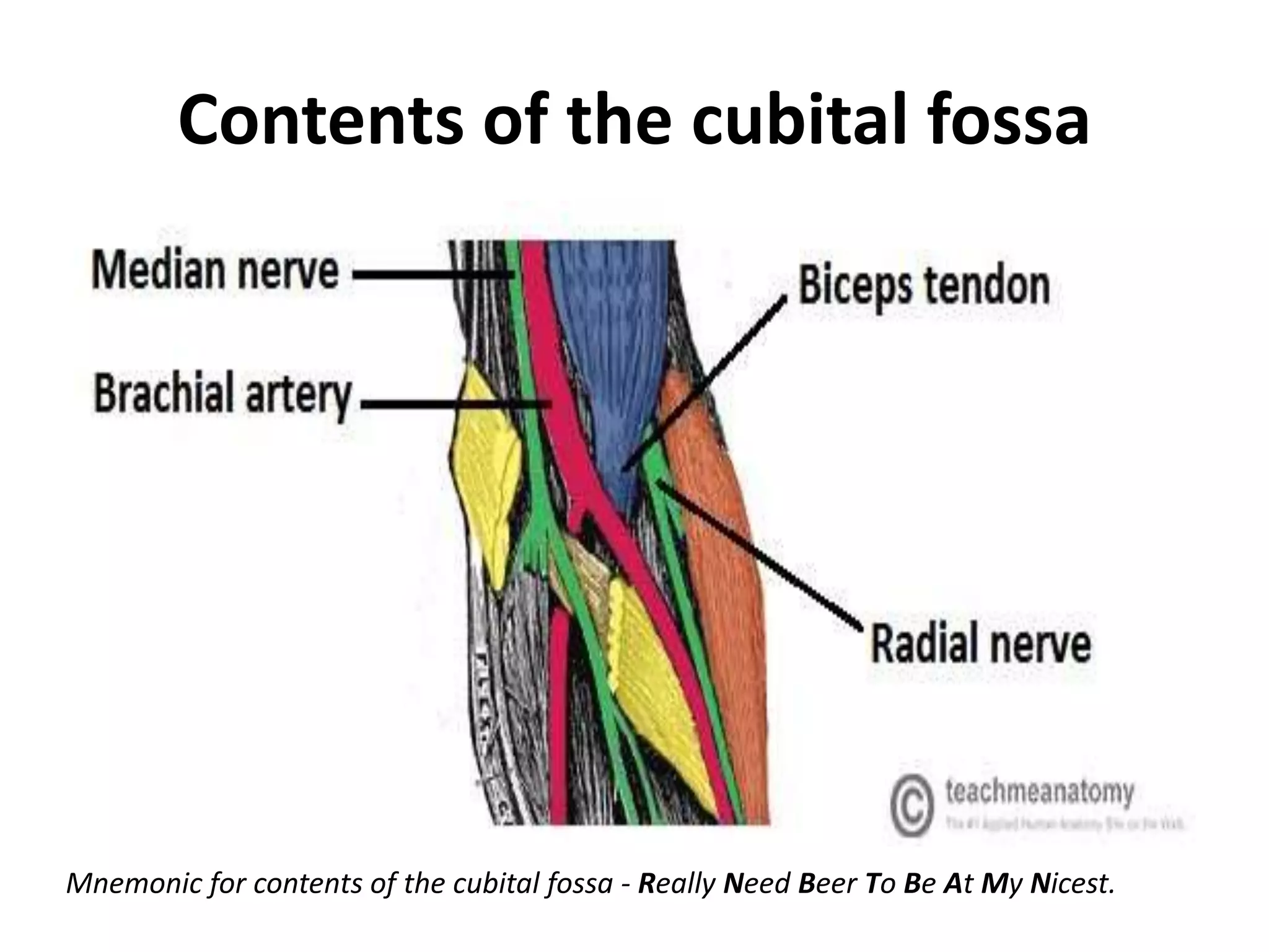 Surface anatomy areas.pptx