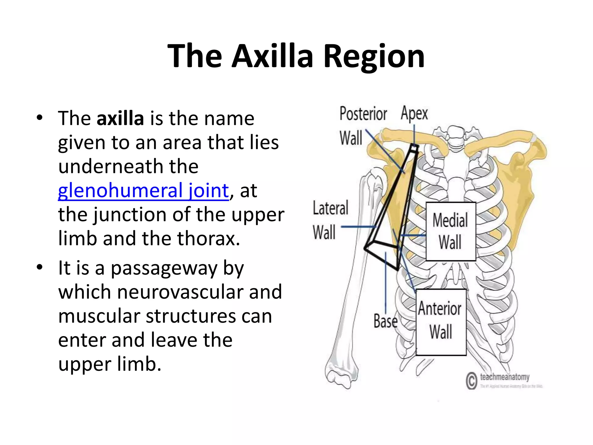 Surface anatomy areas.pptx