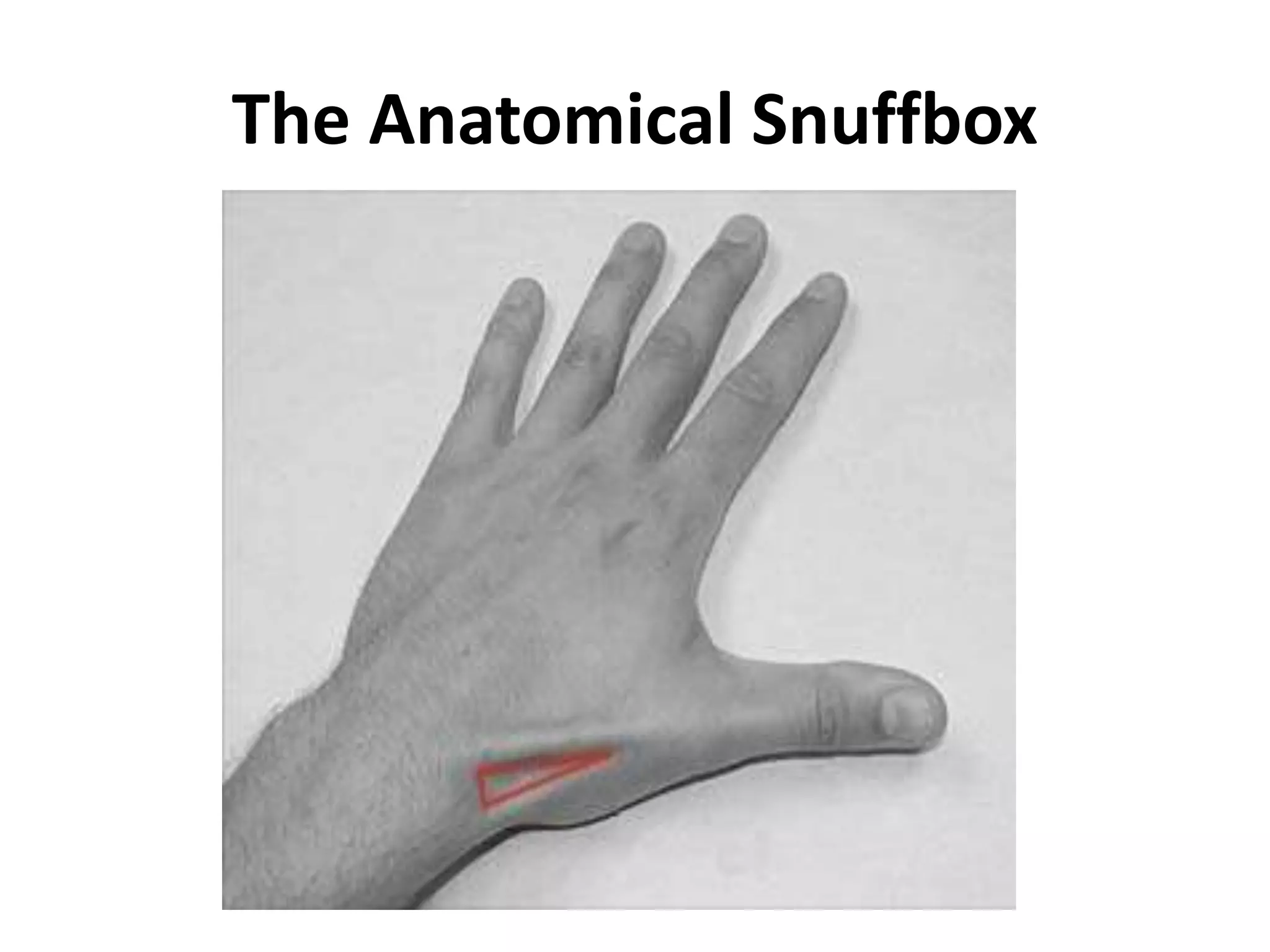 Surface anatomy areas.pptx