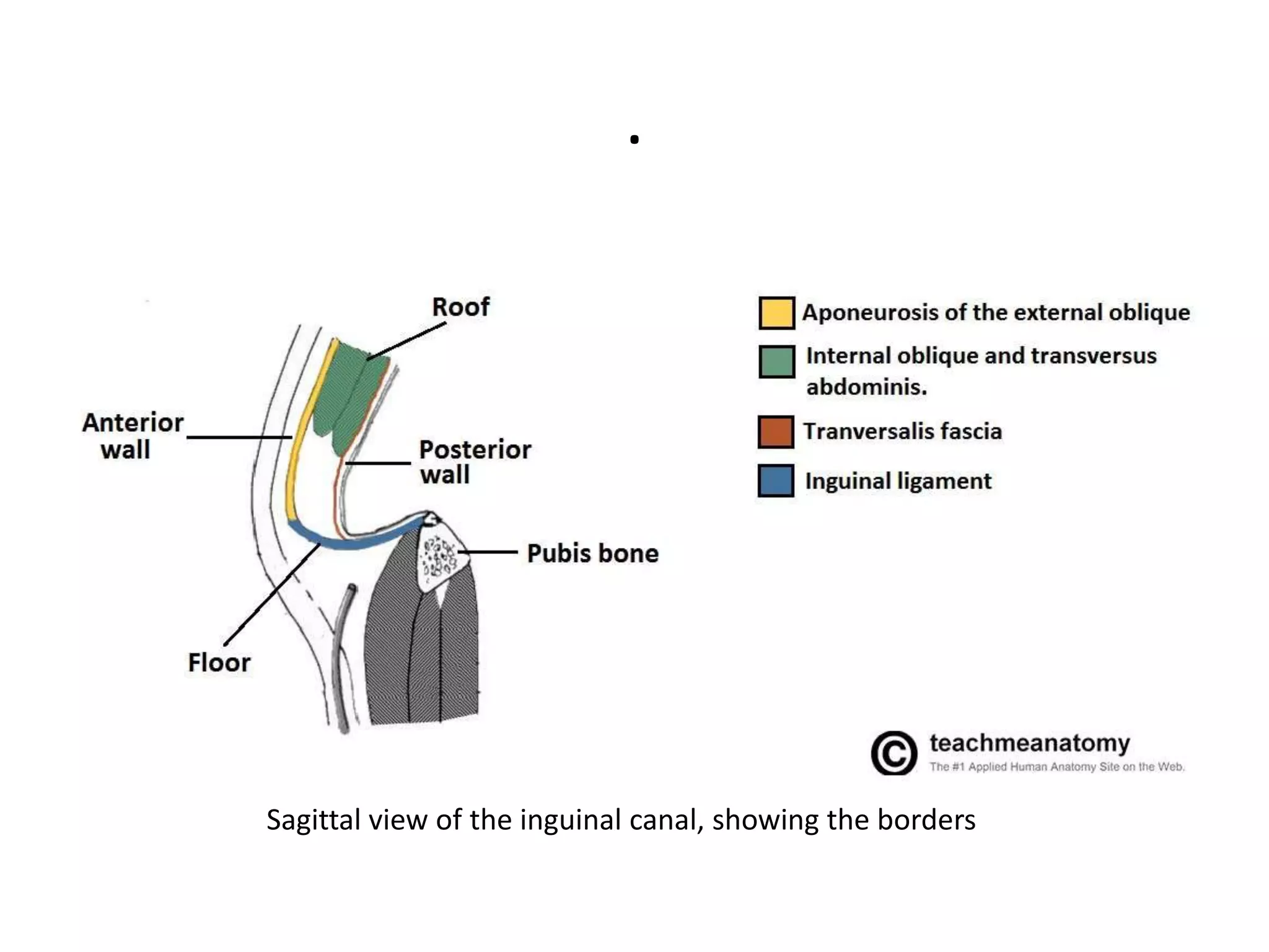 Surface anatomy areas.pptx