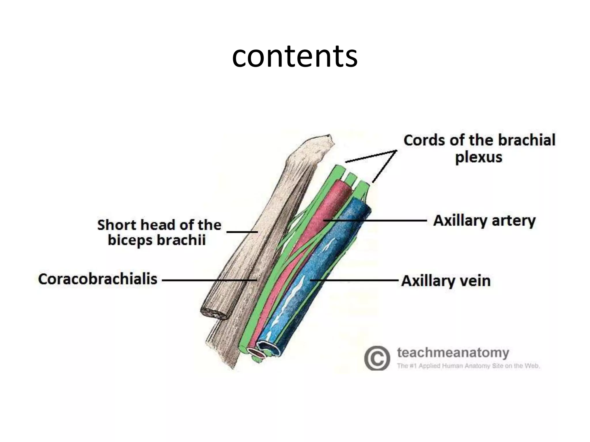 Surface anatomy areas.pptx