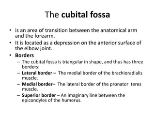 Surface anatomy areas.pptx