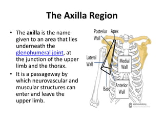 Surface anatomy areas.pptx