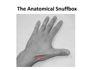 Surface anatomy areas.pptx