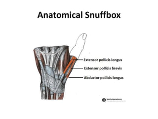 Surface anatomy areas.pptx