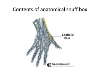 Surface anatomy areas.pptx