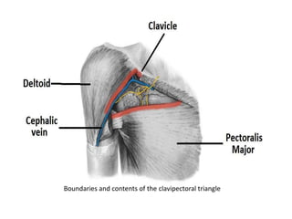 Deltopectoral Triangle