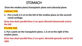 SURFACE ANATOMY OF ABDOMEN and pelvis ppt | PPTX