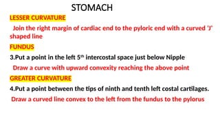SURFACE ANATOMY OF ABDOMEN and pelvis ppt | PPTX