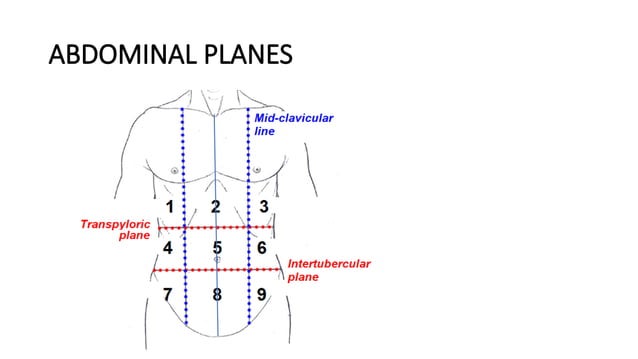 SURFACE ANATOMY OF ABDOMEN and pelvis ppt | PPTX
