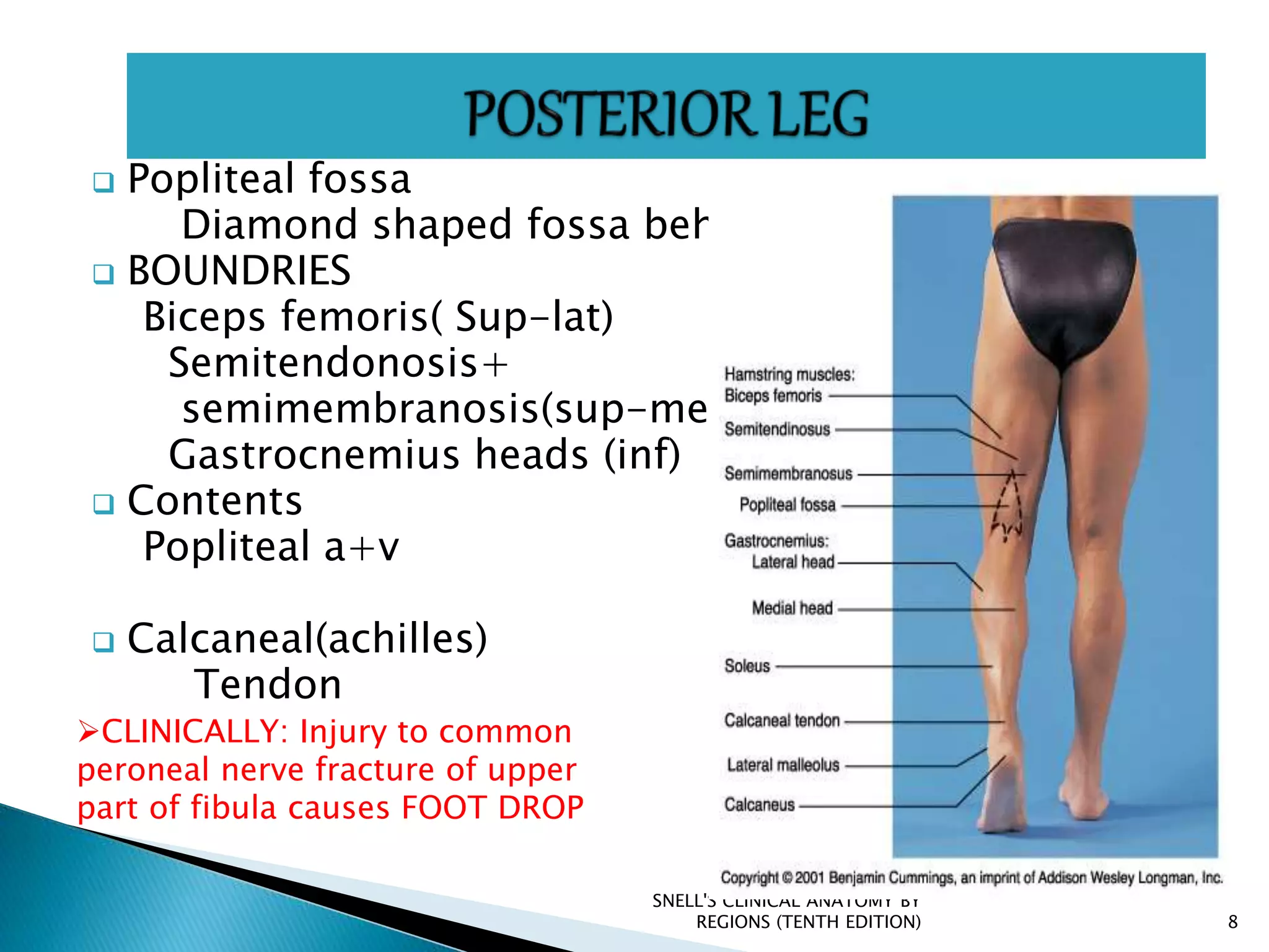 Surface anatomy of lower limb by zkhan | PPTX