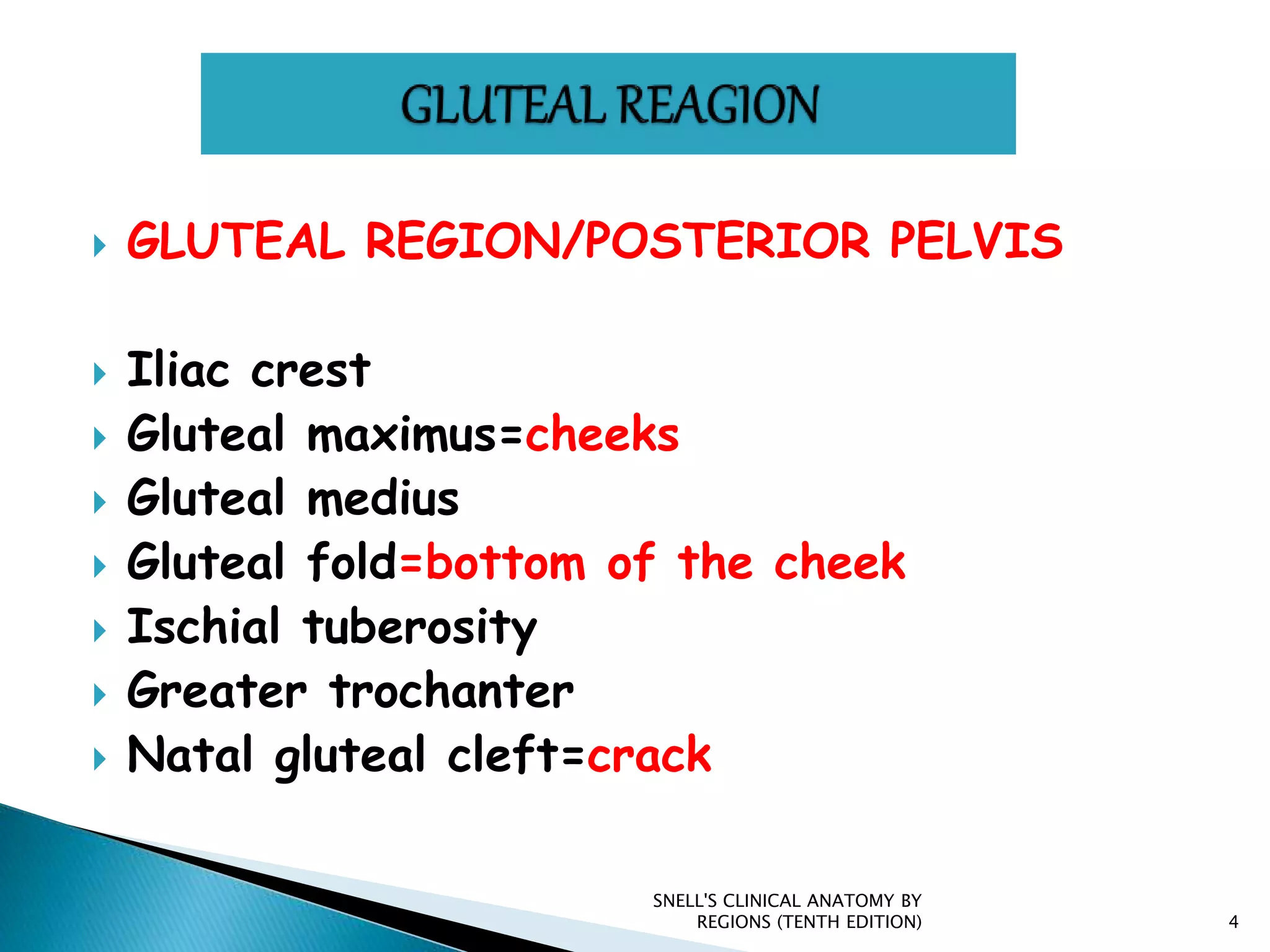 Surface anatomy of lower limb by DR. ZAINAB KHAN | PPTX