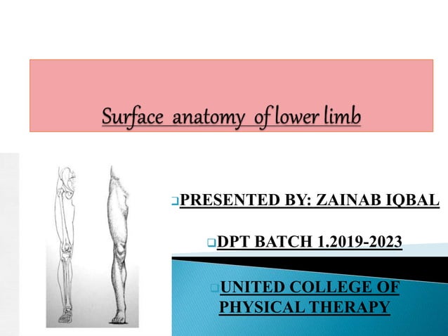 Surface anatomy of lower limb by DR. ZAINAB KHAN | PPT