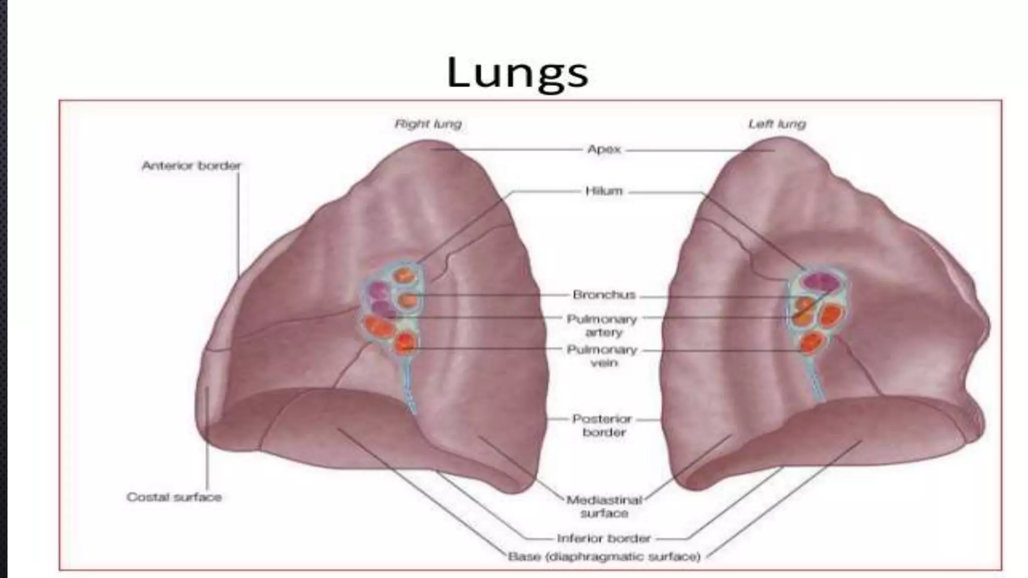 Surface anatomy of lungs | PPTX