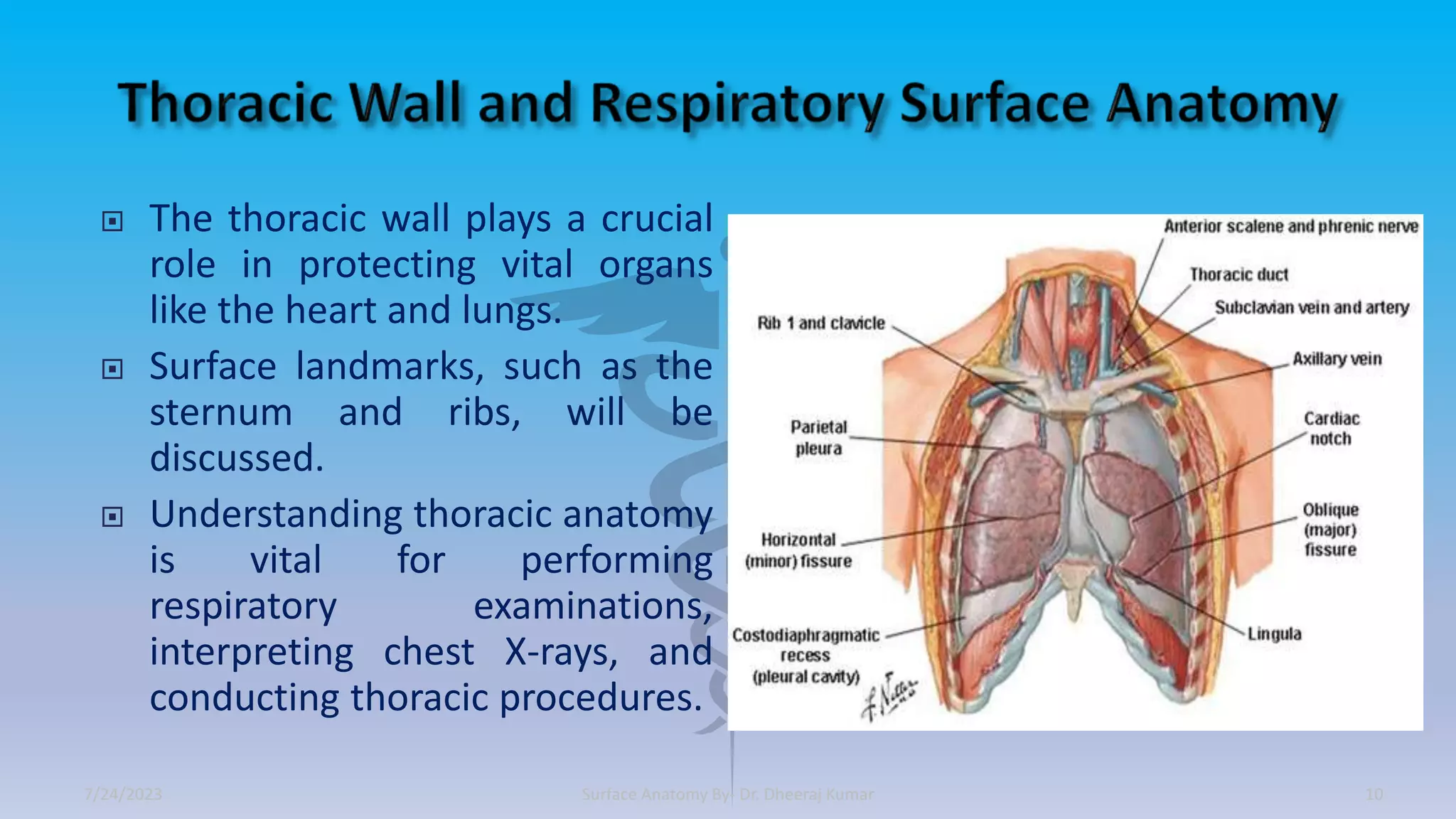 Surface Anatomy of Musculoskeletal, Vascular, and.pptx