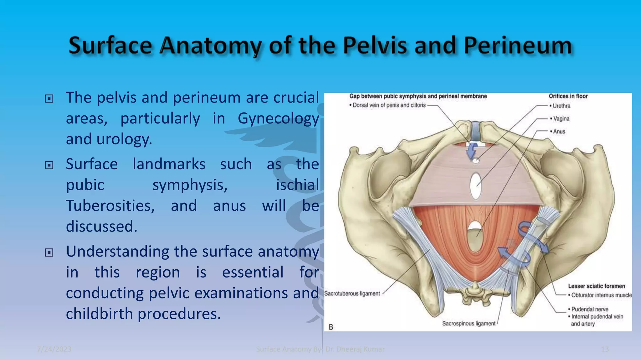 Surface Anatomy of Musculoskeletal, Vascular, and.pptx