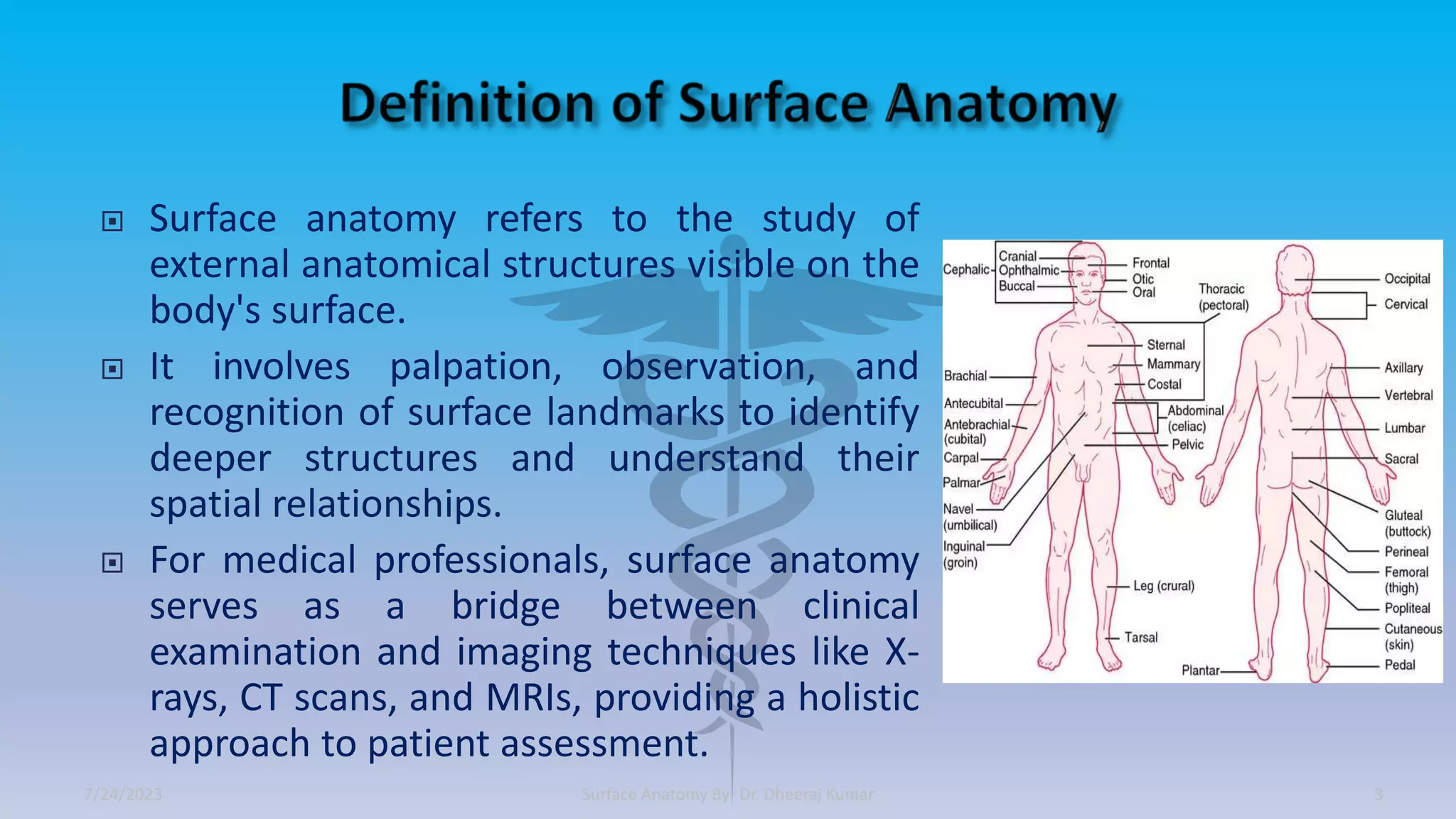 Surface Anatomy of Musculoskeletal, Vascular, and.pptx