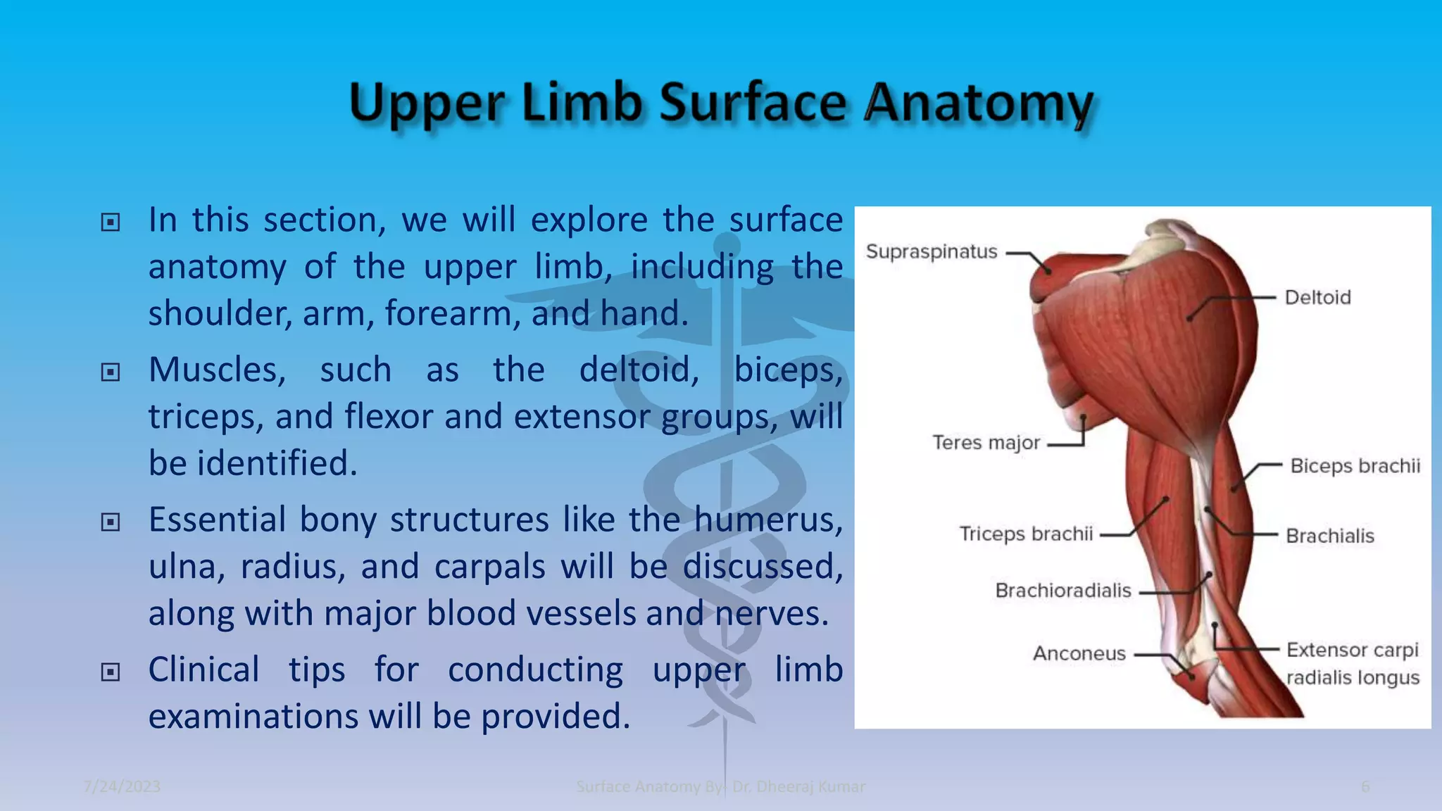 Surface Anatomy of Musculoskeletal, Vascular, and.pptx