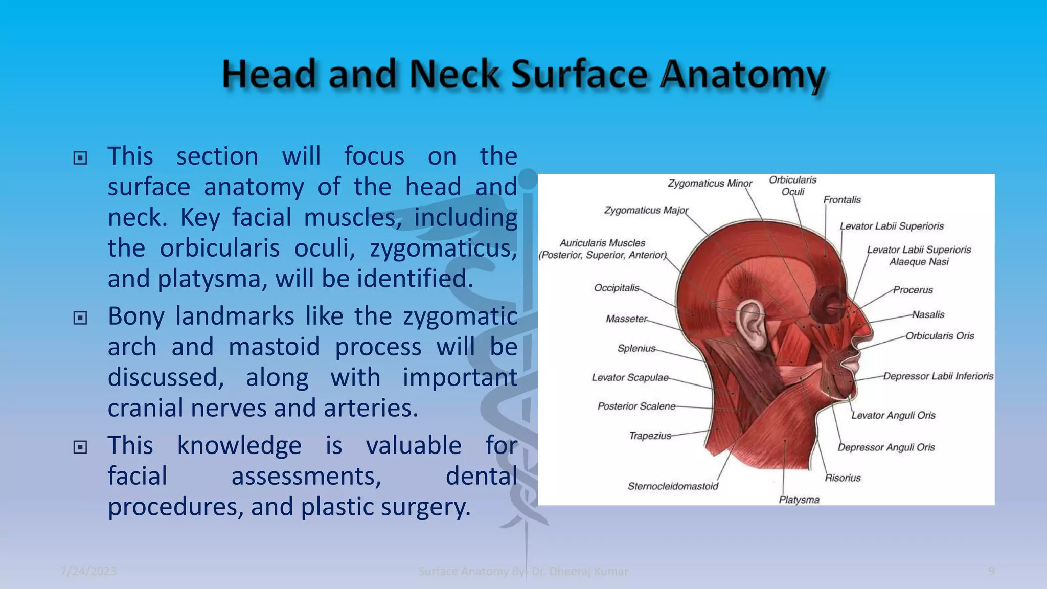 Surface Anatomy of Musculoskeletal, Vascular, and.pptx